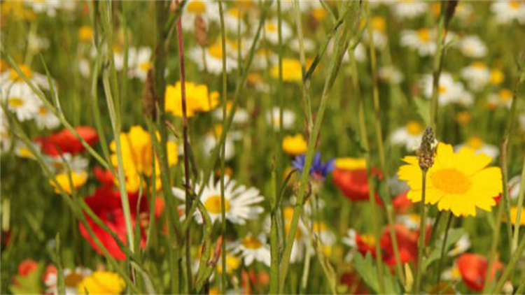 Maak een bloemrijk grasveld - Klimaatklaar